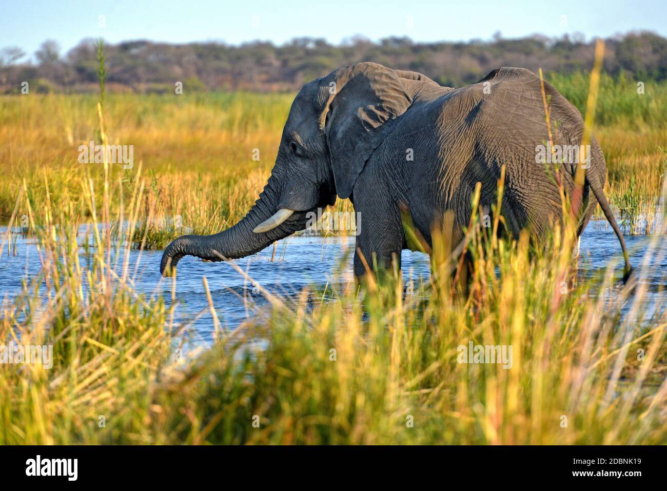 Elephants crossing the Kwando River in Namibia Stock Photo - Alamy