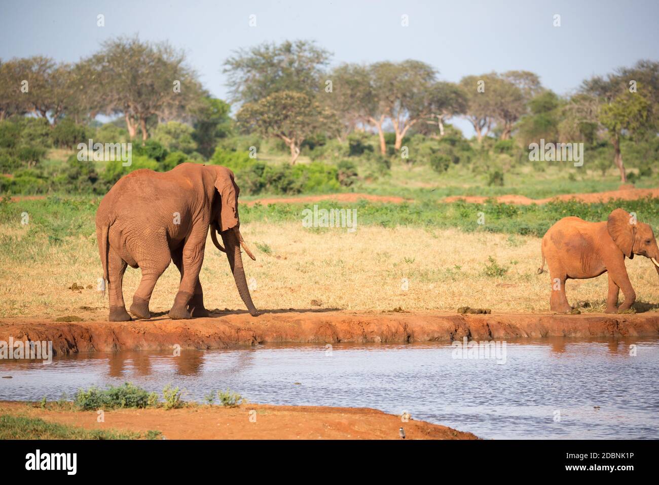 The family of red elephants at a water hole in the middle of the ...