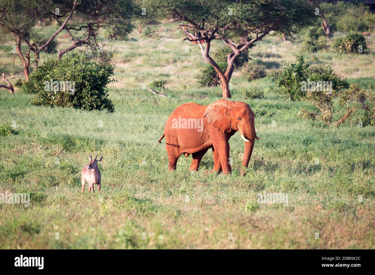 One big red elephant walks through the savannah between many plants ...