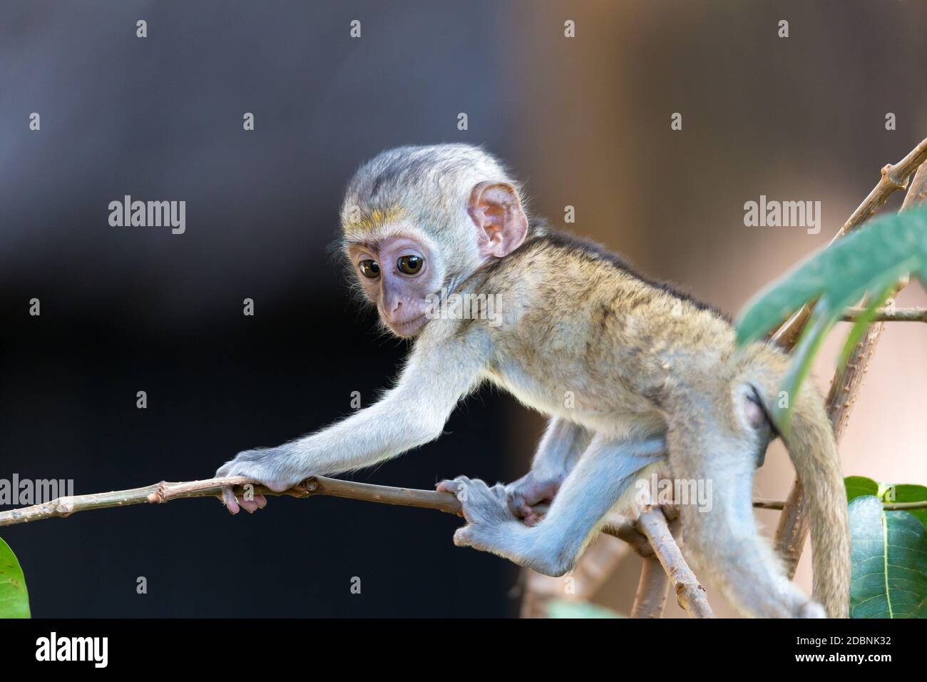 One little funny monkey is playing on the floor or on the tree Stock ...