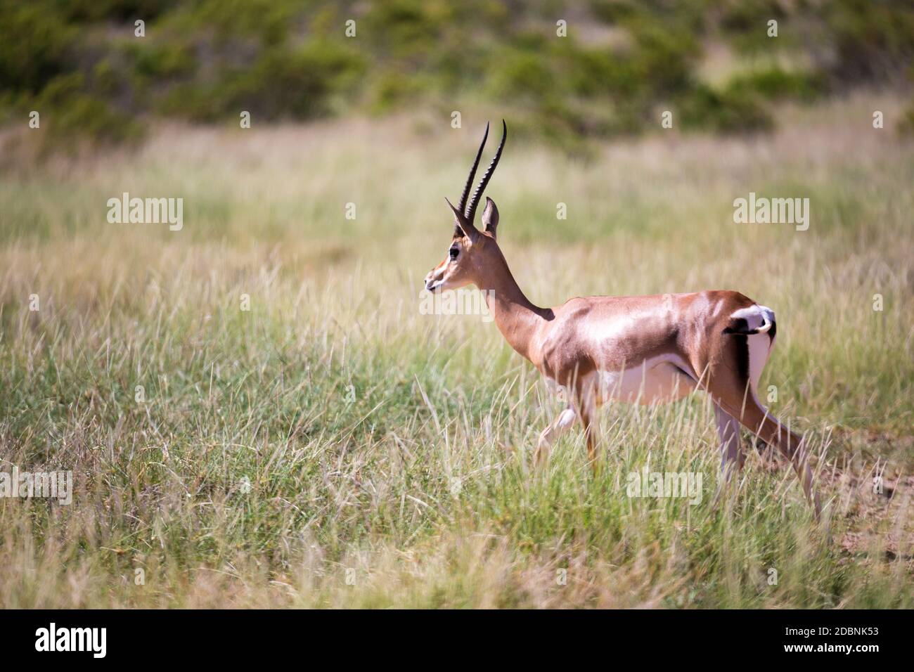 The antelopes in the grass landscape of Kenya Stock Photo - Alamy