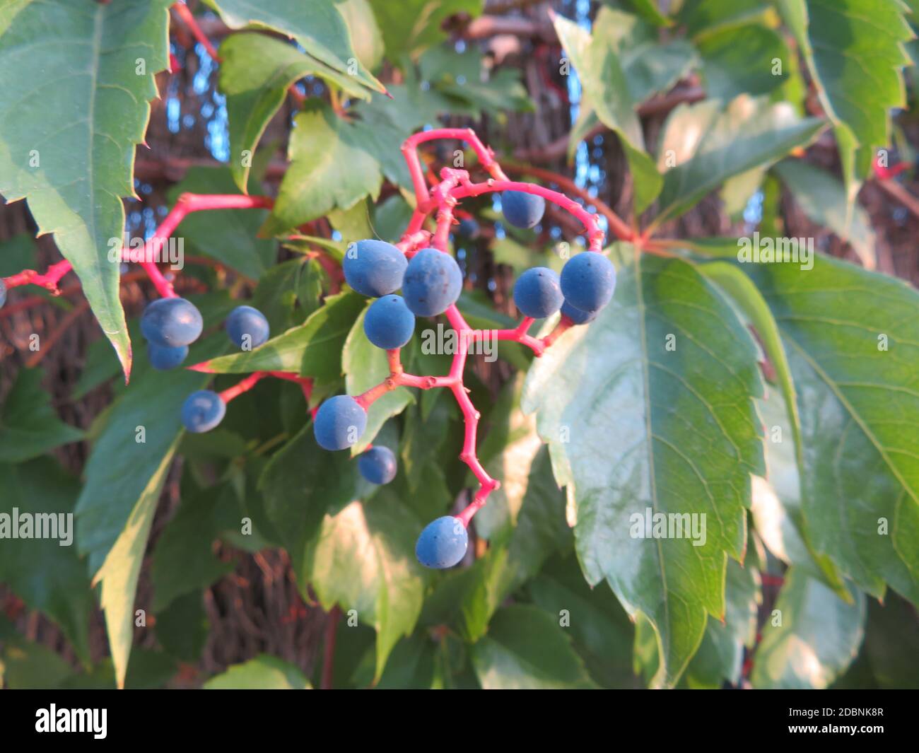 Beautiful photo of some berries of nice color and great beauty Stock ...