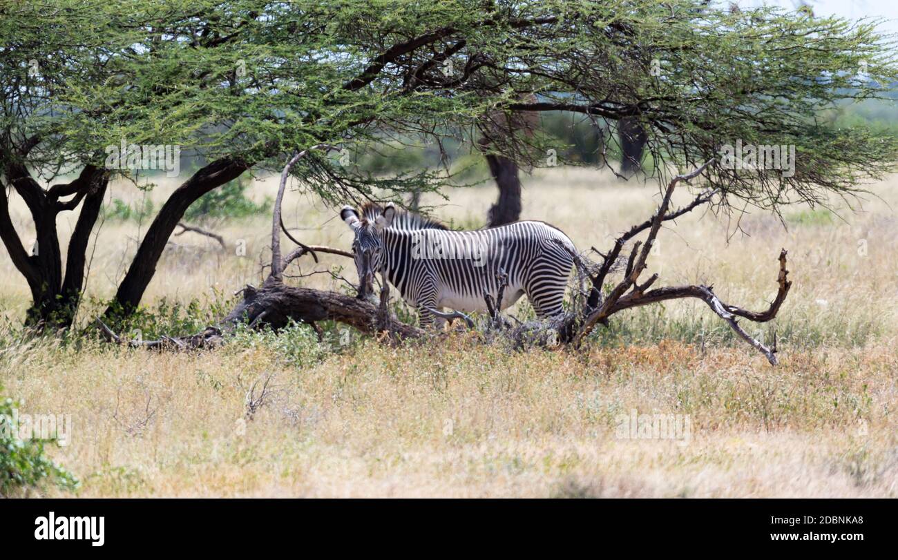 A grevy zebra standing under the tree in the Samburu National park ...