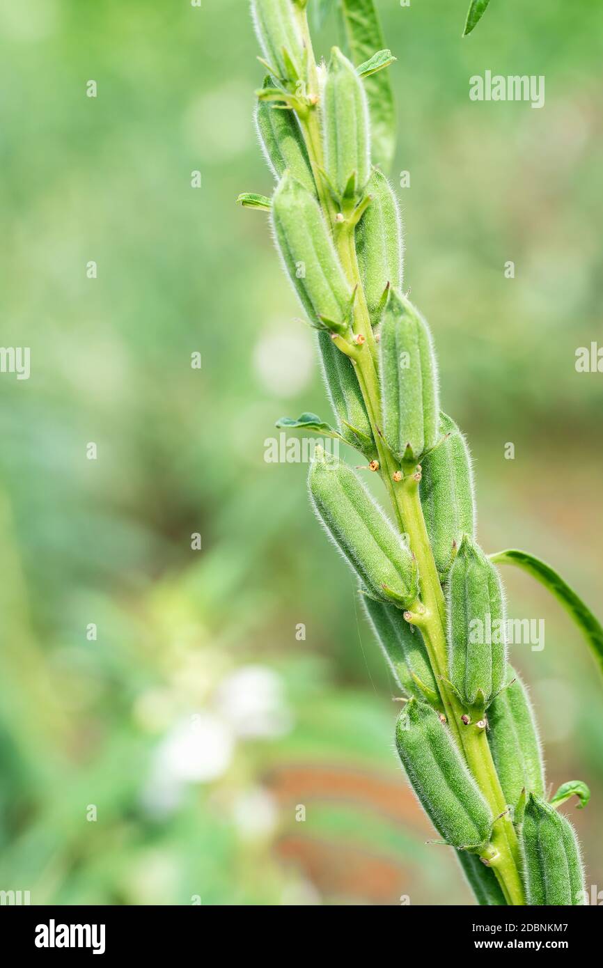 Sesame seed flower on tree in the field, Sesame a tall annual ...