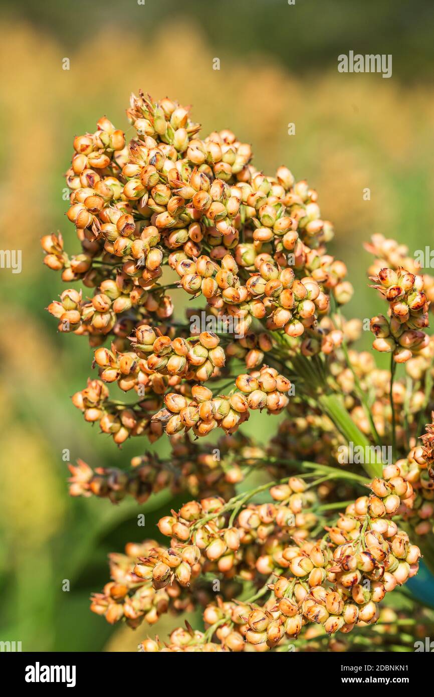 Close up Millet or Sorghum in field of feed for livestock. Farming ...