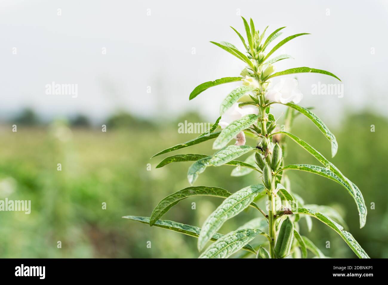 Sesame seed flower on tree in the field, Sesame a tall annual ...