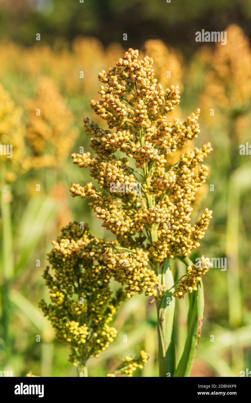 Native millet hi-res stock photography and images - Alamy