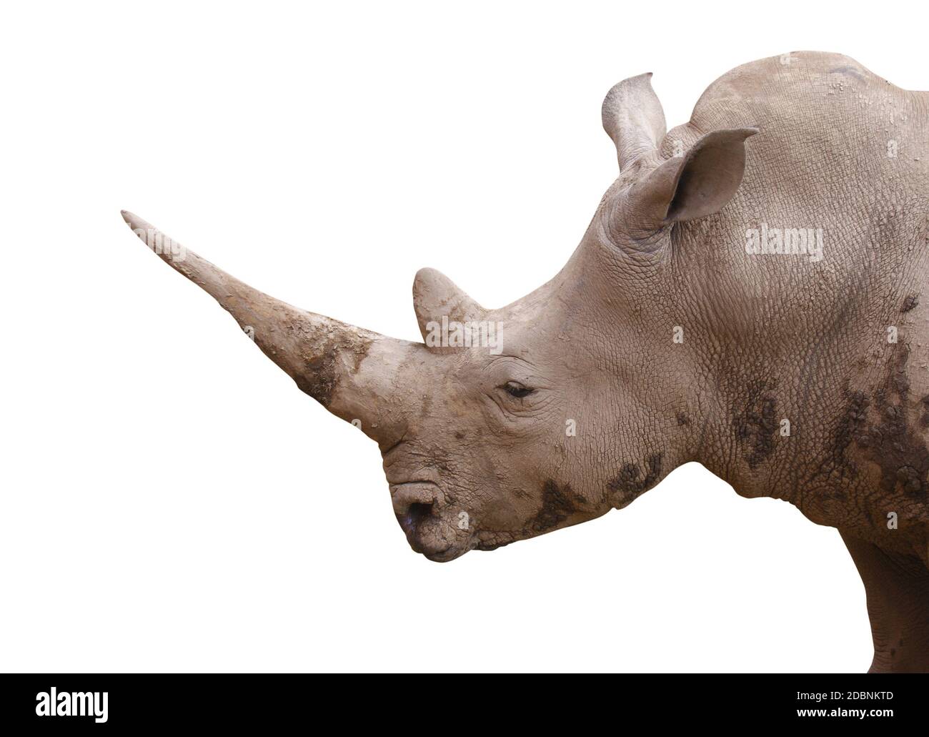 rhino portrait isolated on white Stock Photo - Alamy