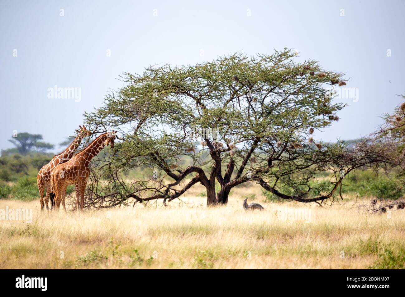 A Somalia giraffes eat the leaves of acacia trees Stock Photo - Alamy