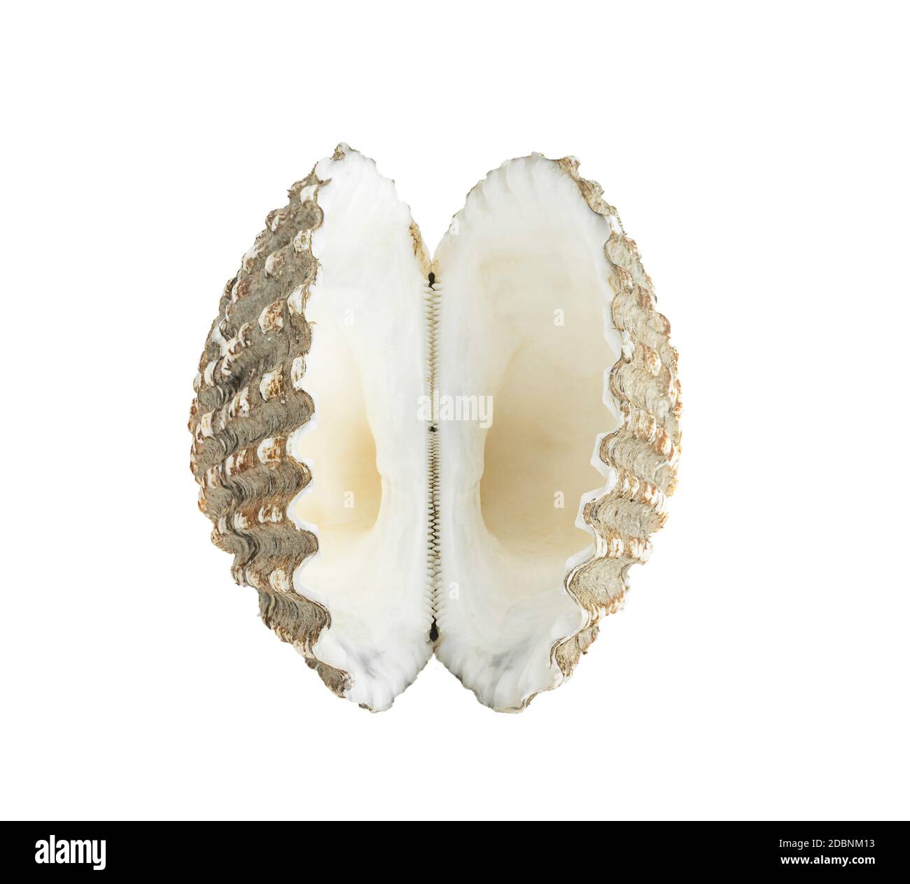 Scallop shall hi-res stock photography and images - Alamy