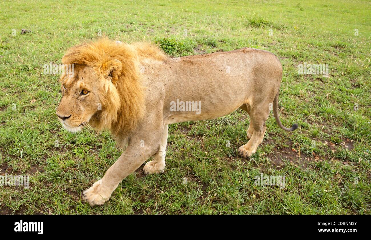 One big lion goes very close to us Stock Photo - Alamy