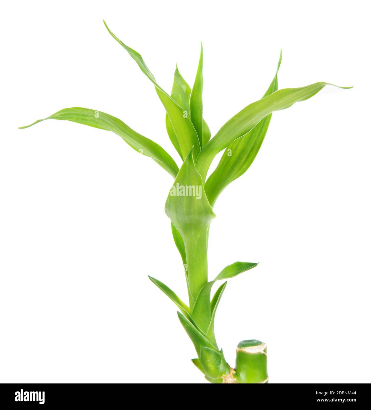 Small bamboo plant Cut Out Stock Images & Pictures - Alamy
