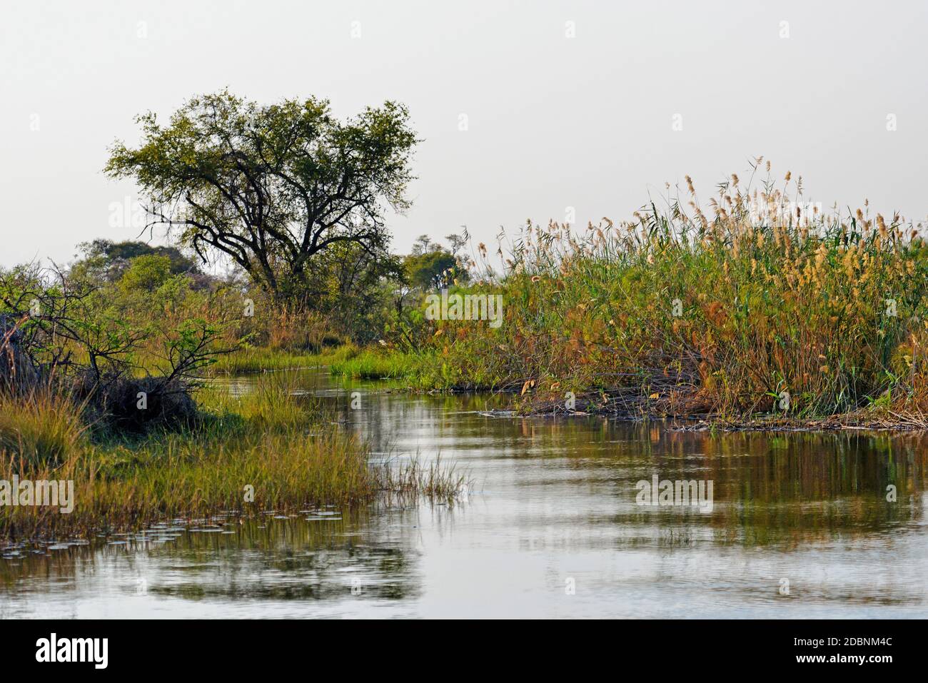River trip on the Kwando River in the Caprivi region, Namibia Stock ...
