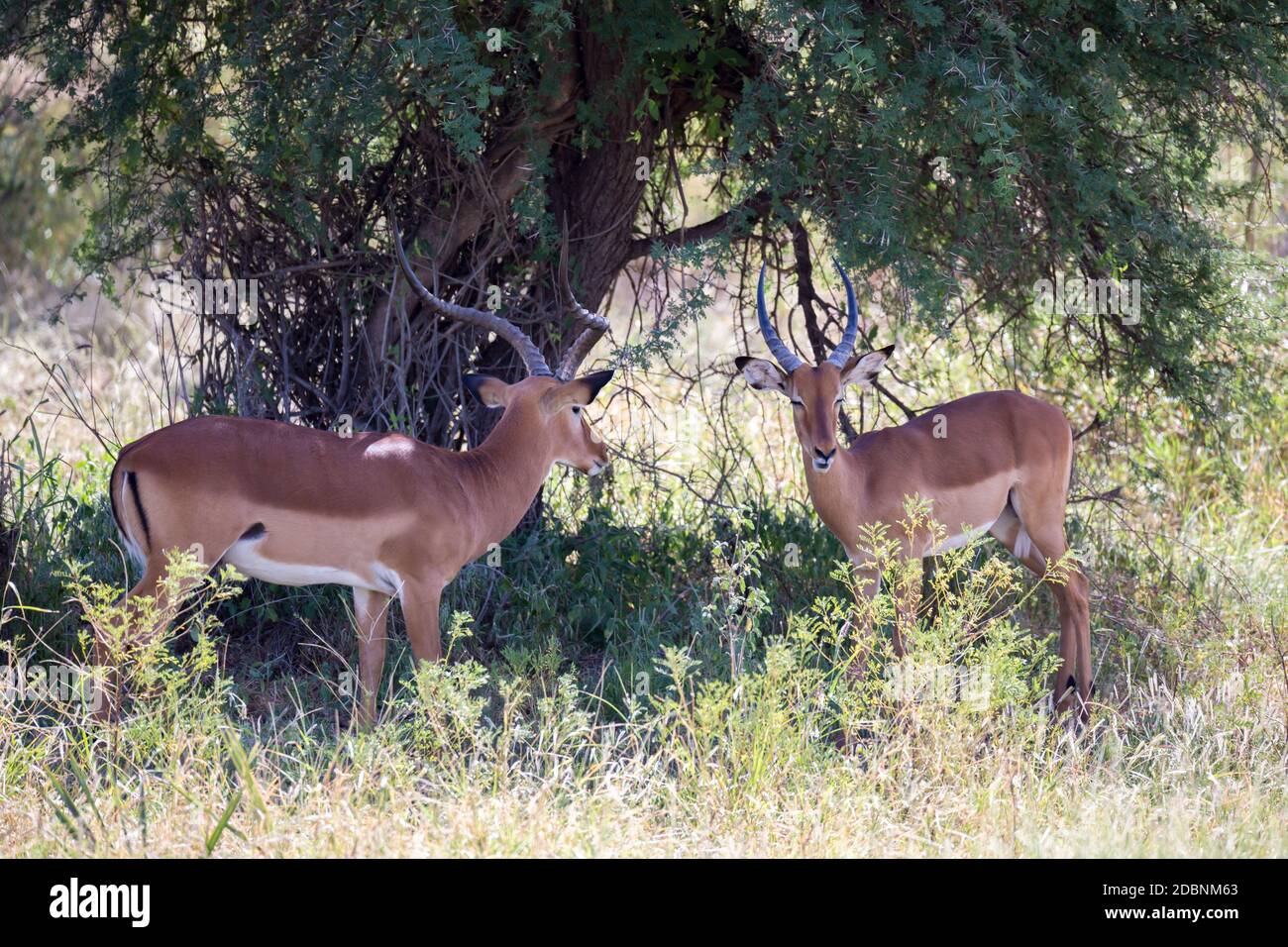 A native species of antelope in the meadow Stock Photo - Alamy