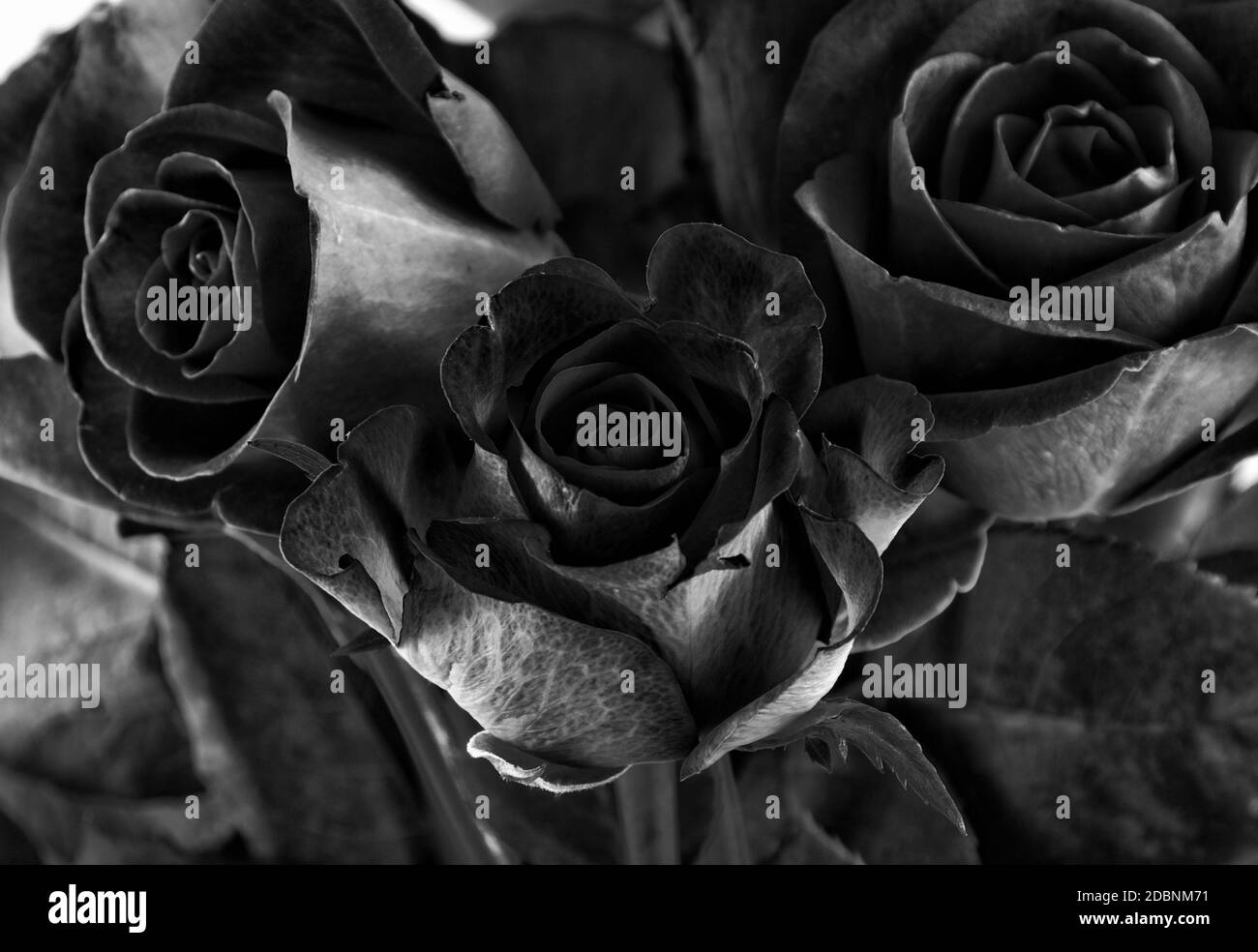 Macro roses Black and White Stock Photos & Images - Alamy
