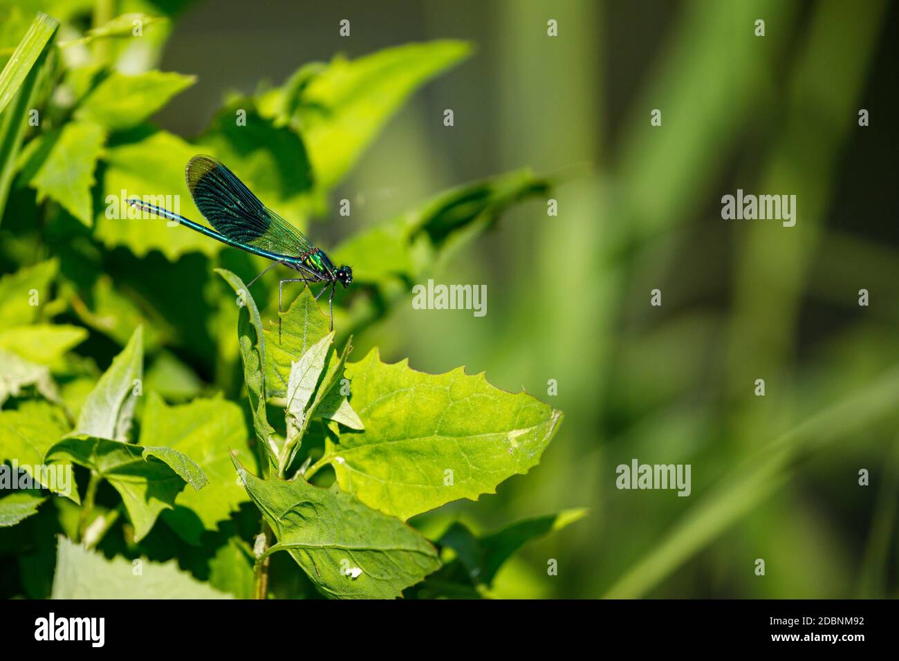 A Banded dragonfly at a river Stock Photo - Alamy
