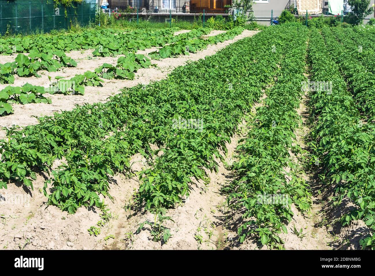 Soybean crop field house hi-res stock photography and images - Alamy