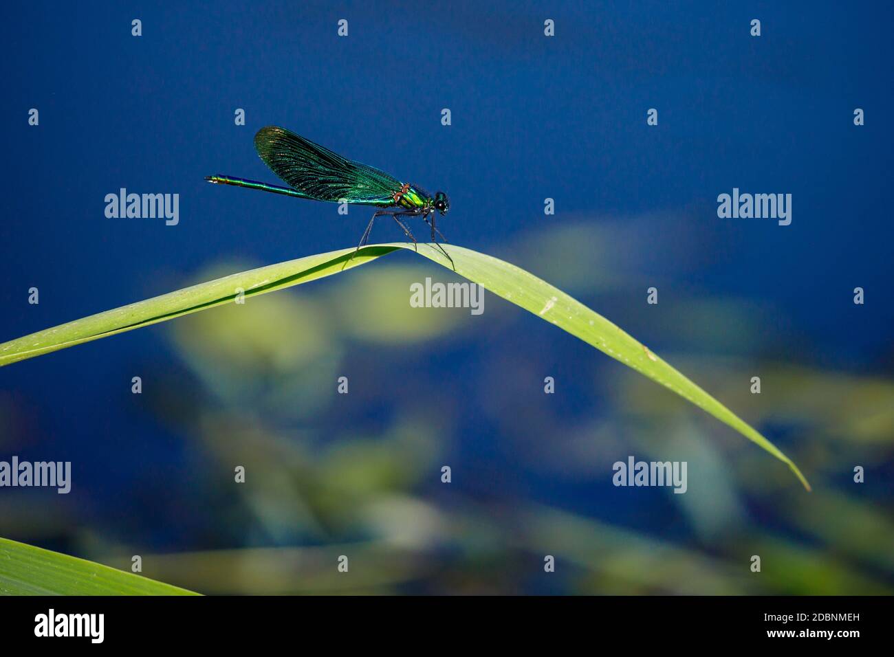 A Banded dragonfly at a river Stock Photo - Alamy
