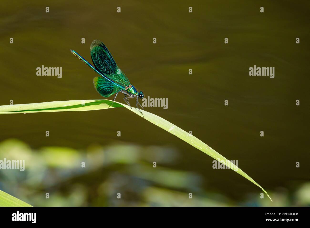 A Banded dragonfly at a river Stock Photo - Alamy