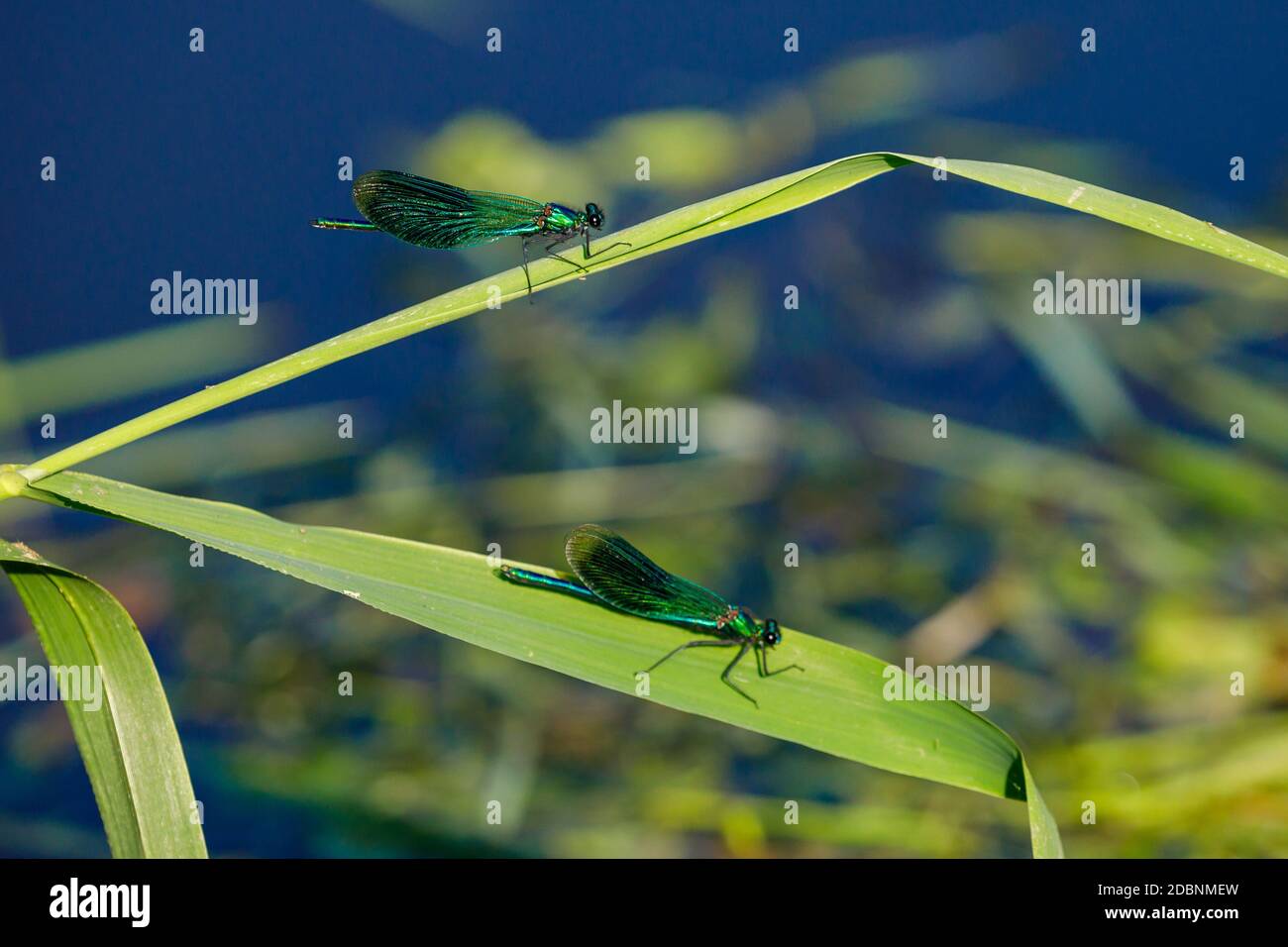 A Banded dragonfly at a river Stock Photo - Alamy