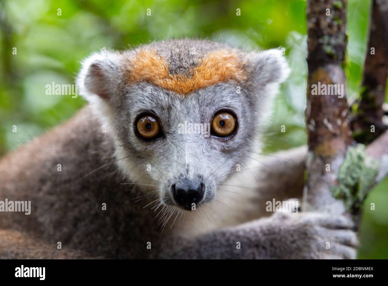The crown lemur on a tree in the rainforest of Madagascar Stock Photo ...