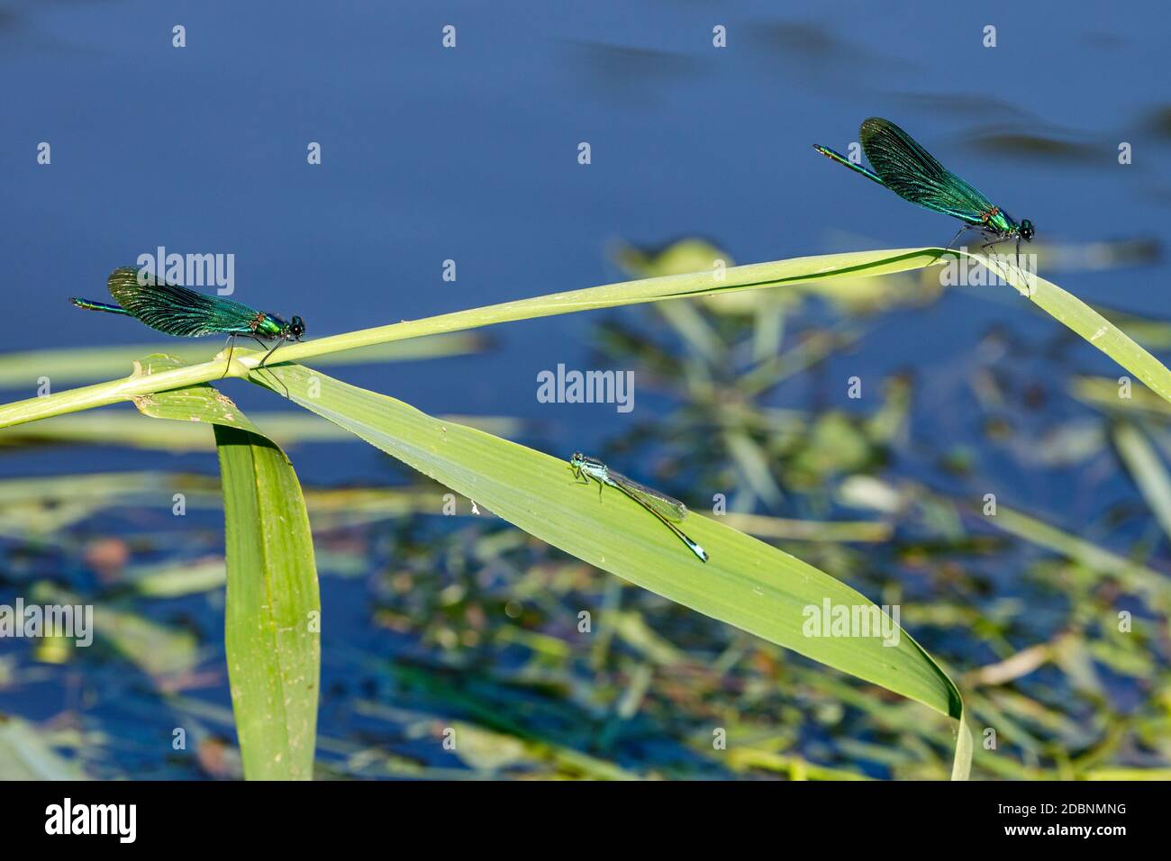 A Banded dragonfly at a river Stock Photo - Alamy