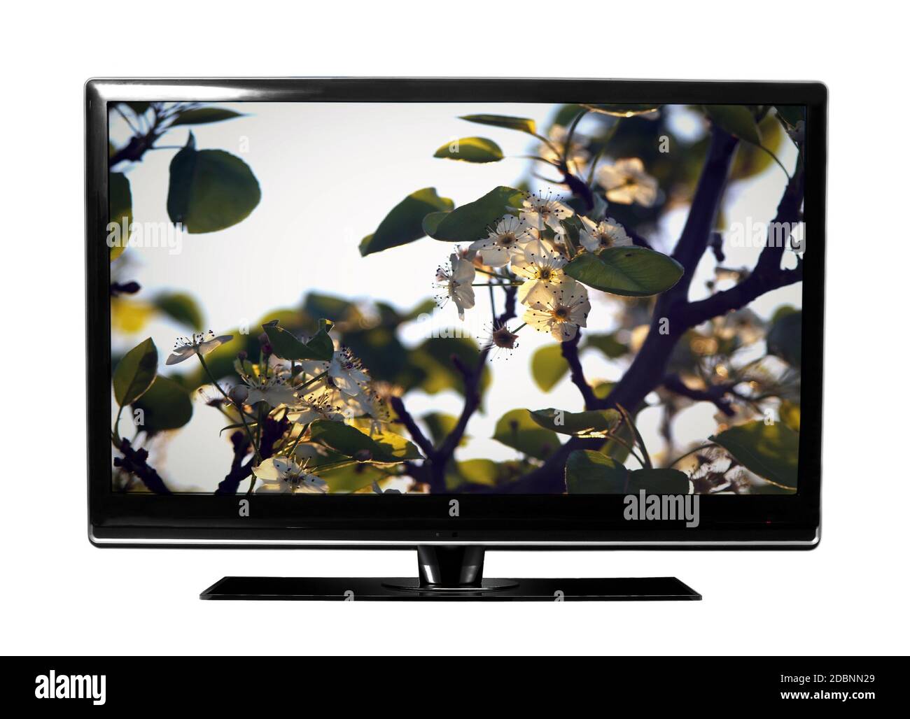 Plasma flower Cut Out Stock Images & Pictures - Alamy