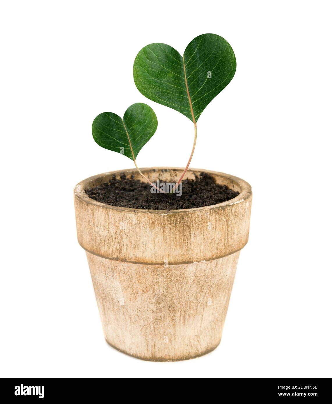 Heart planter hi-res stock photography and images - Alamy