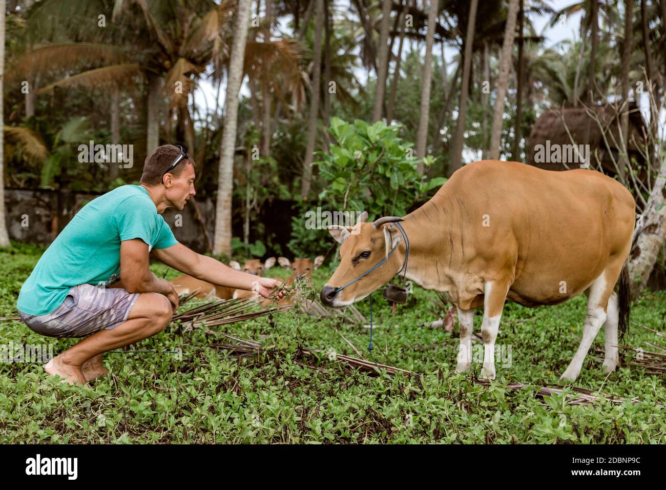 Man feeding cow, Bali, Indonesia Stock Photo - Alamy