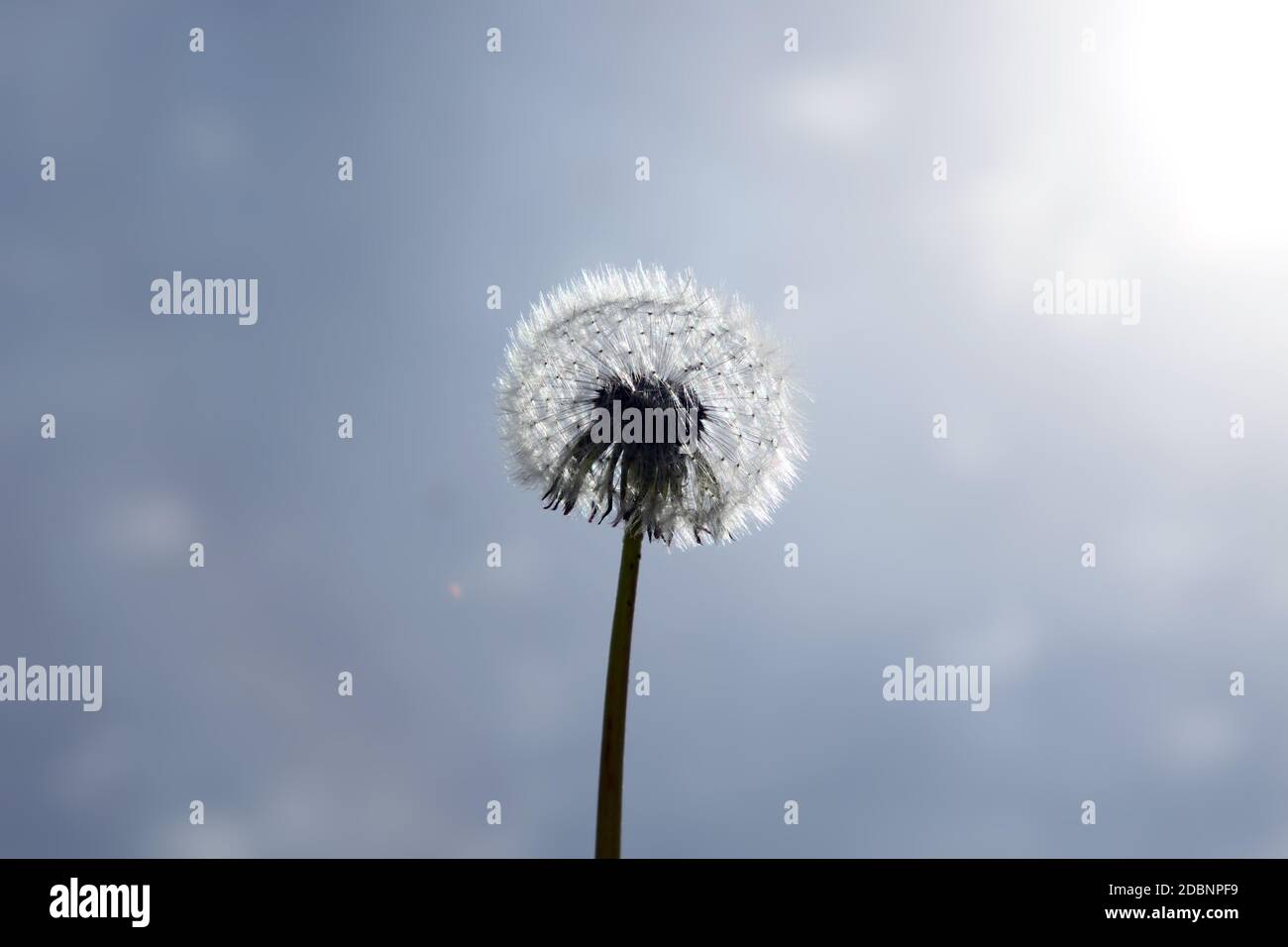 Beautiful dreamy spring nature background with dandelion Stock Photo ...