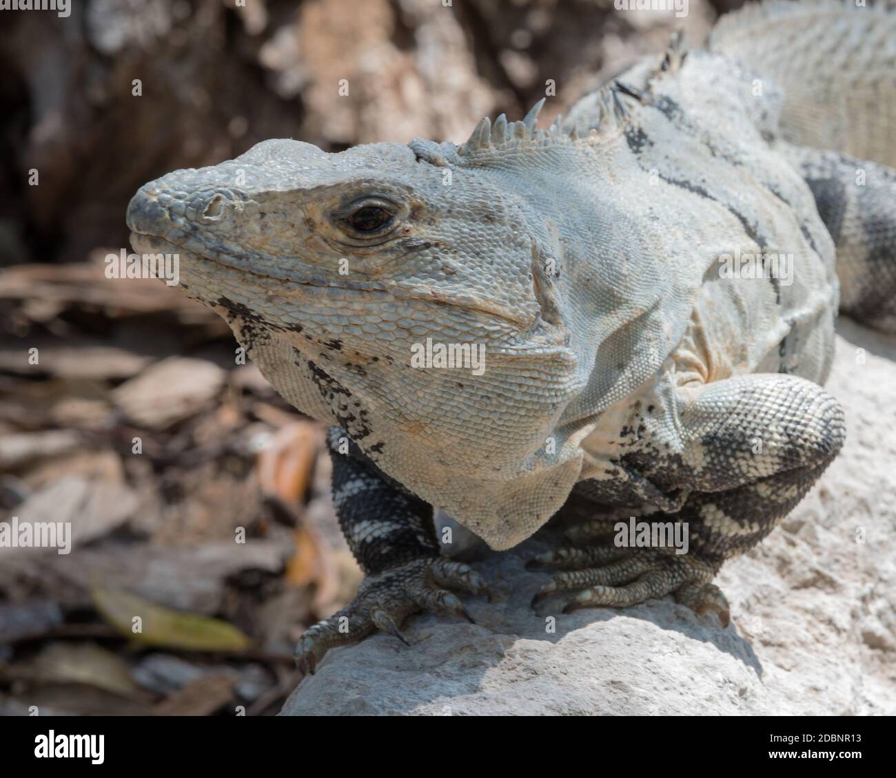 Close-up of a Yucatan iguana is a species of lizard from the Iguanidae ...