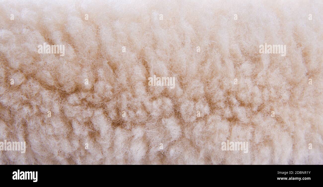 White fluffy fur extreme close hi-res stock photography and images - Alamy