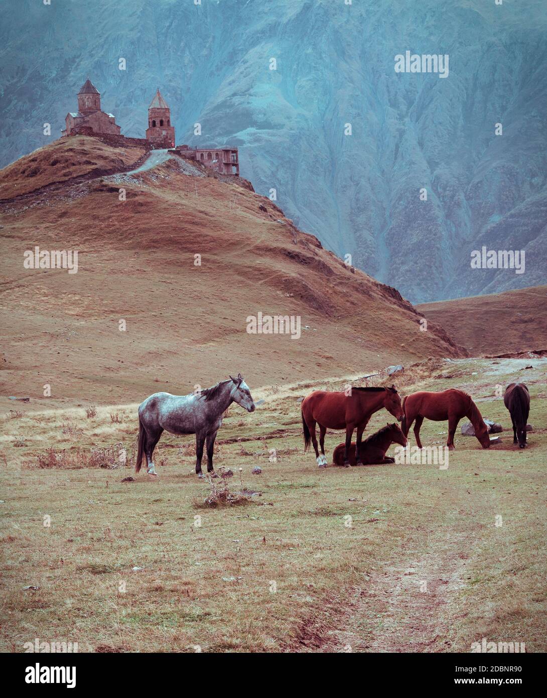 Mountains and horses Georgia.Kazbegi region Stock Photo - Alamy