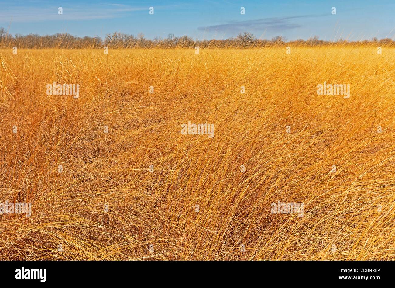 Midewin prairie hi-res stock photography and images - Alamy