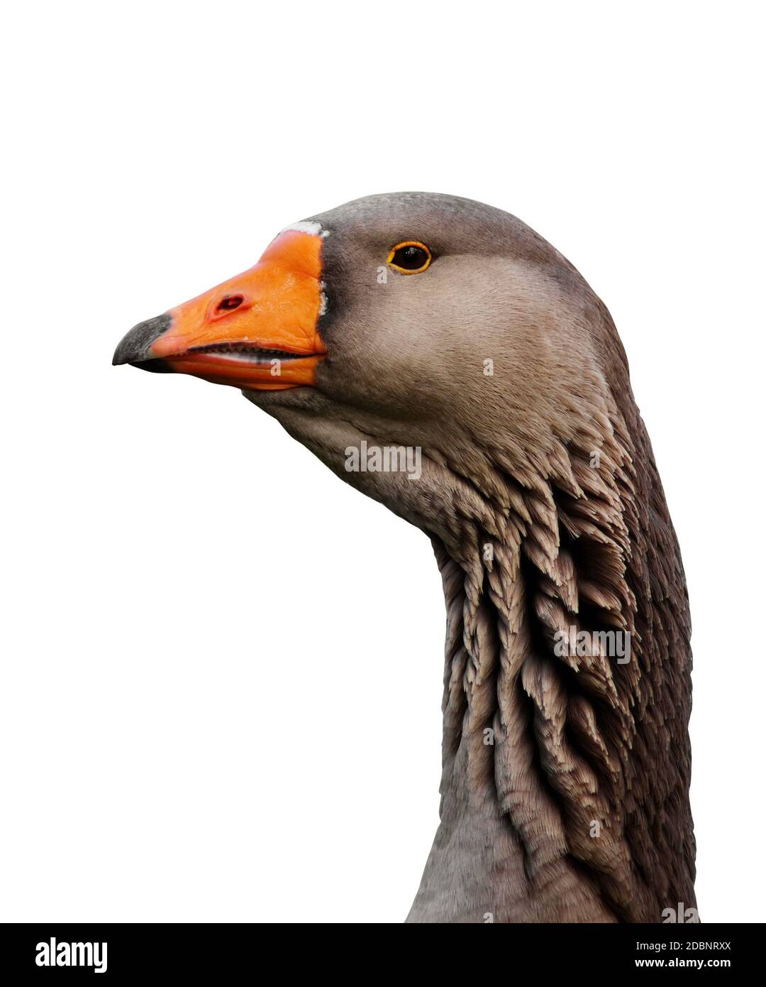 portrait of beautiful goose on white Stock Photo - Alamy