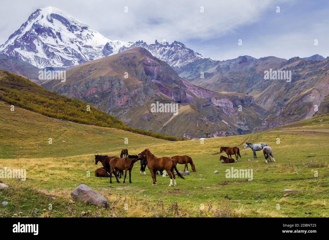 Mountains and horses Georgia.Kazbegi region Stock Photo - Alamy