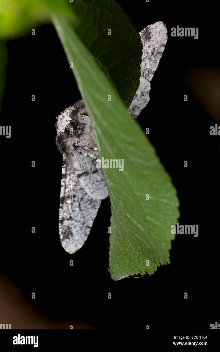 Peppered or darwin's moth black and white wings shine brightly and its ...