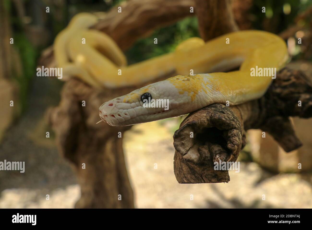 Adult individual snake strangler on dry branch. Close up of a yellow ...