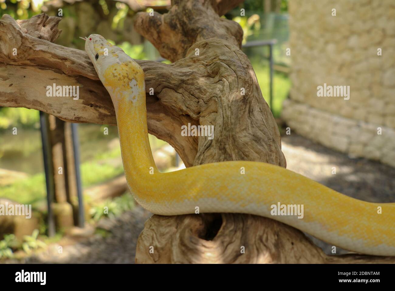 Adult individual snake strangler on dry branch. Close up of a yellow ...