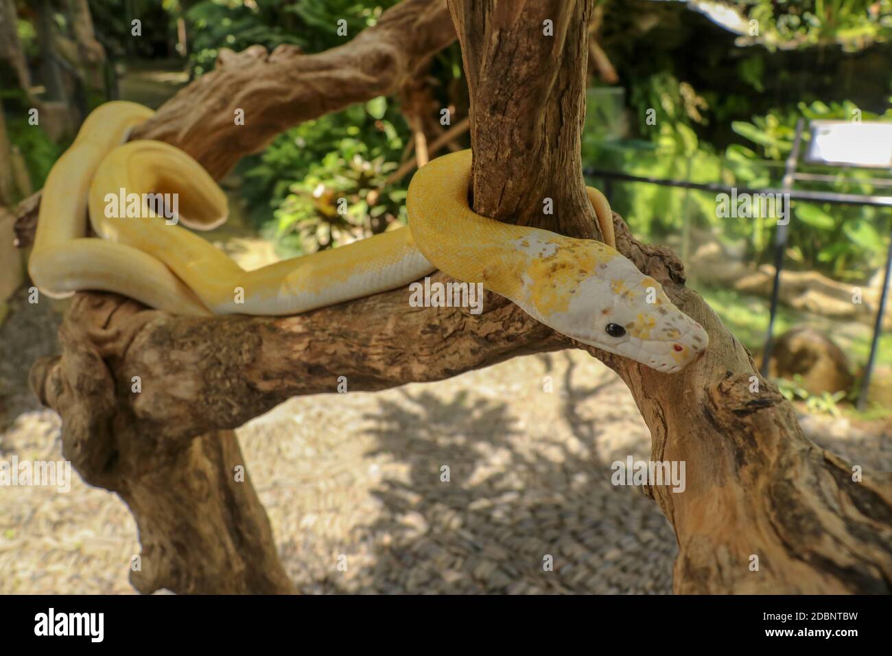 Adult individual snake strangler on dry branch. Close up of a yellow ...