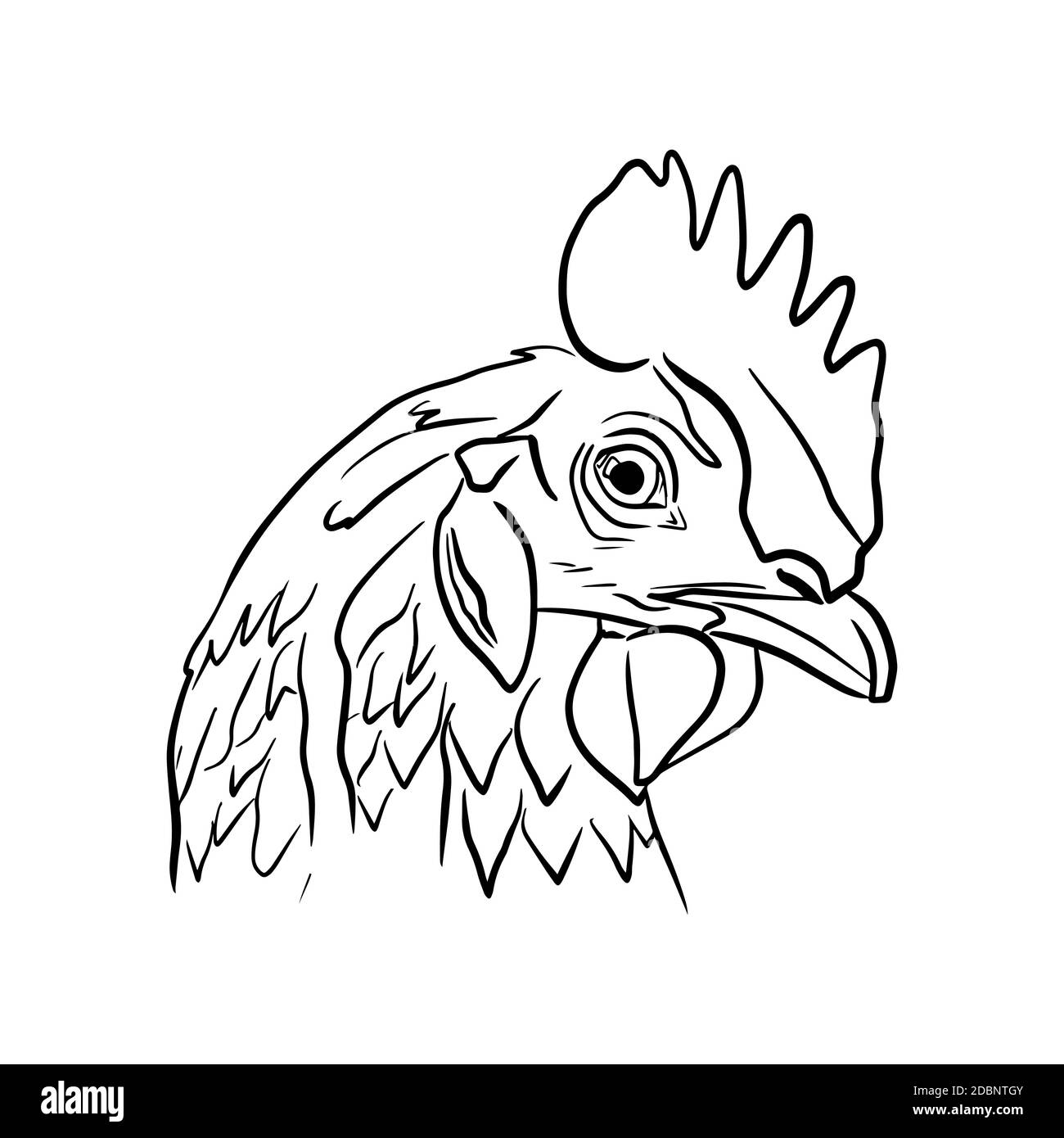 Rooster Drawing Outline