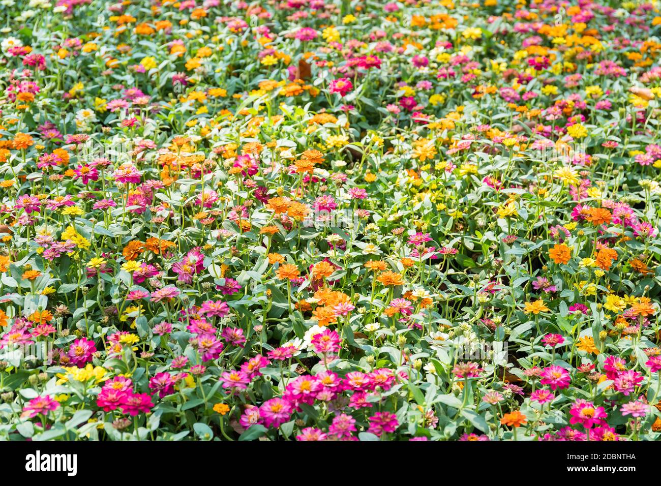 Colorful Zinnia Flower Field blooming in the garden Stock Photo - Alamy