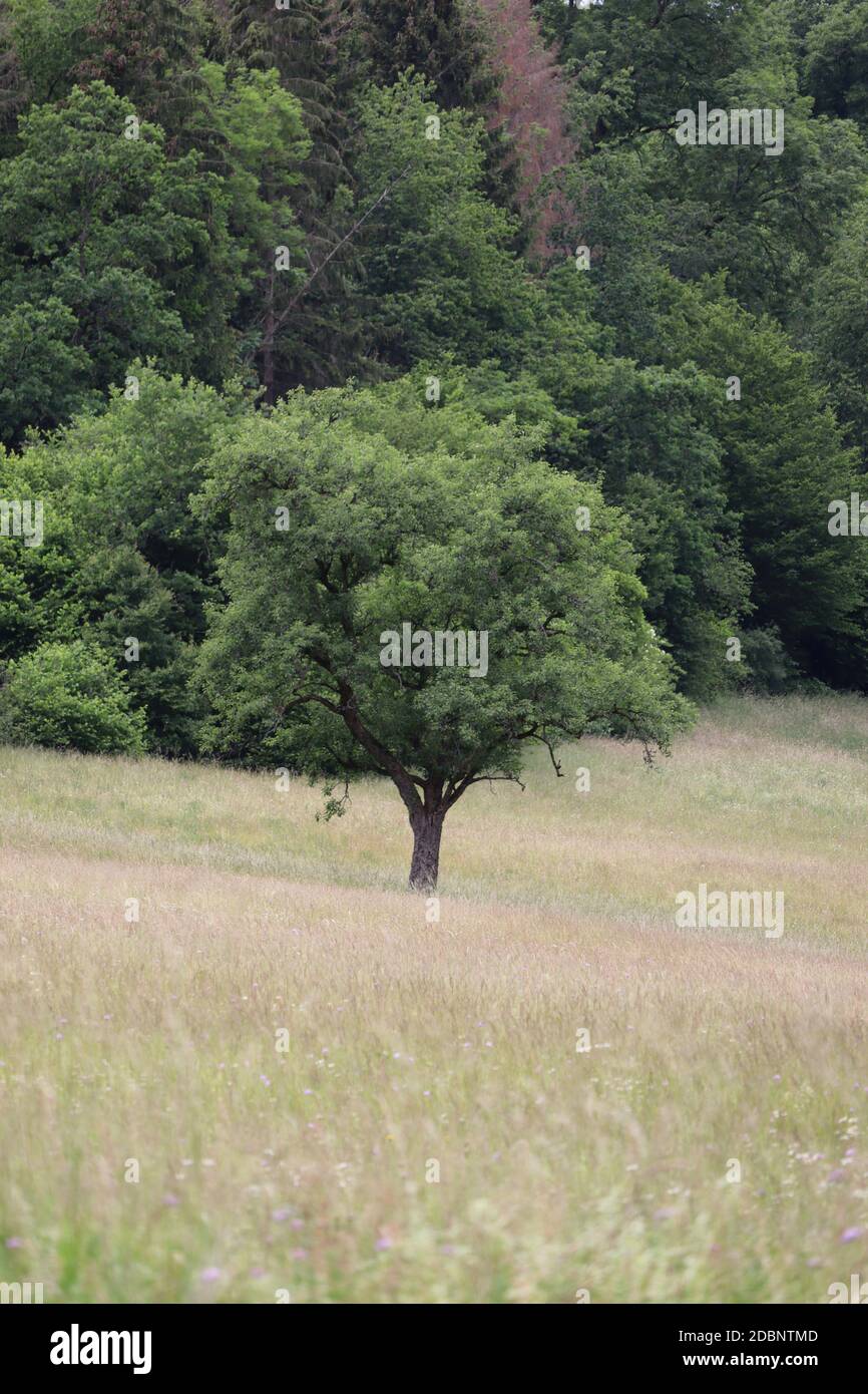 Plan tree hi-res stock photography and images - Alamy