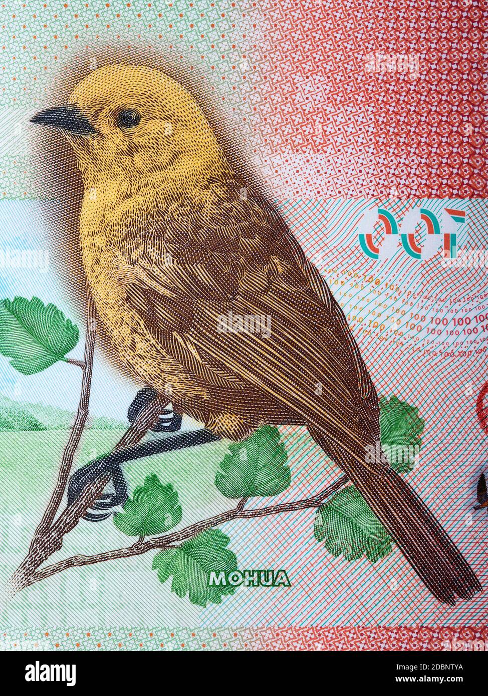 Yellowhead - Mohua a portrait from New Zealand dollar Stock Photo - Alamy