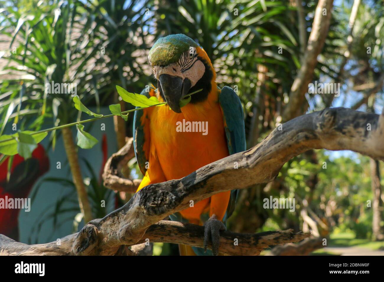 Beautiful colorful Ara Ararauna sitting on dry branch at Bali bird park ...