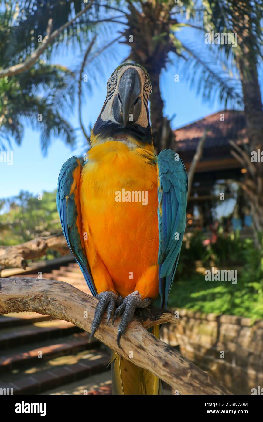 Beautiful colorful Ara Ararauna sitting on dry branch at Bali bird park ...