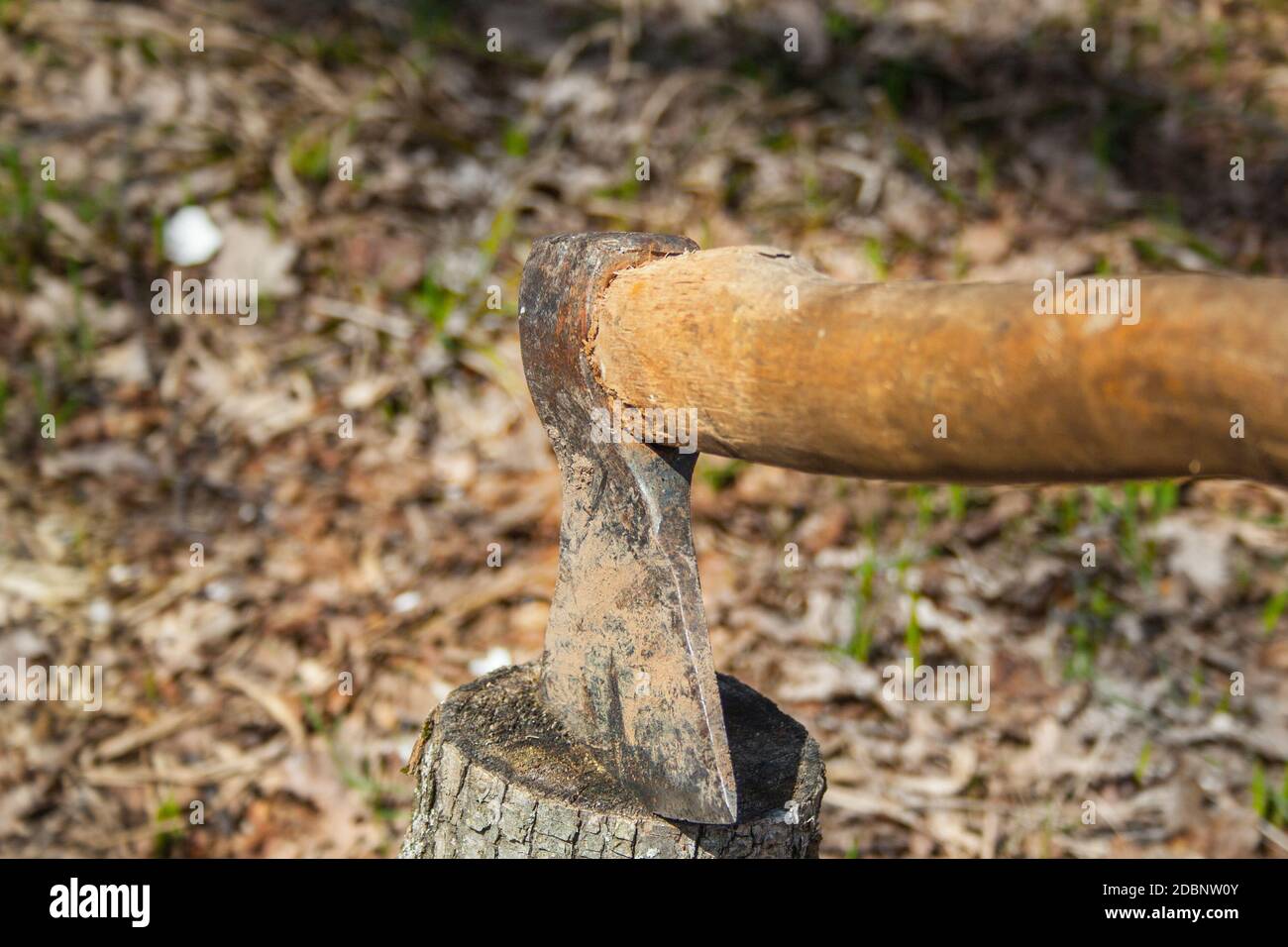 Old dirty hatchet is stuck in pine tree Stock Photo - Alamy
