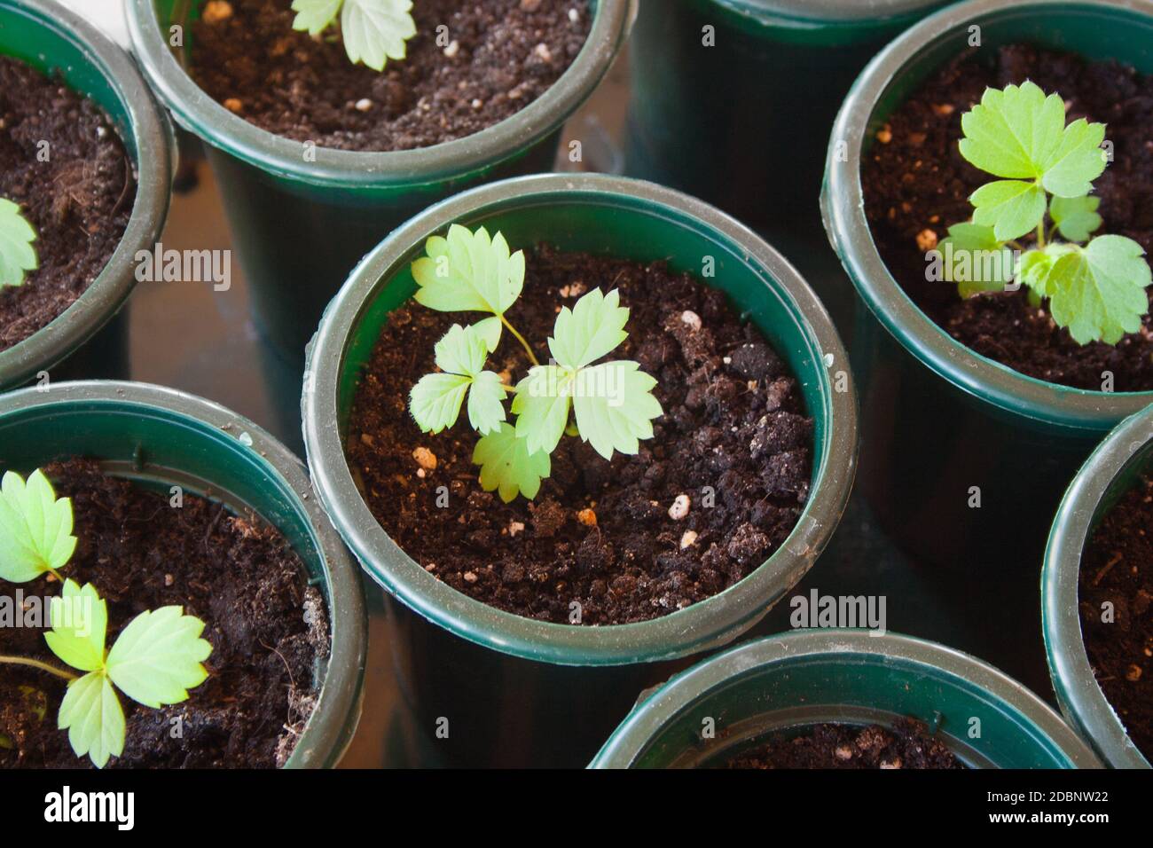 Planting strawberry seedlings in black hi-res stock photography and ...