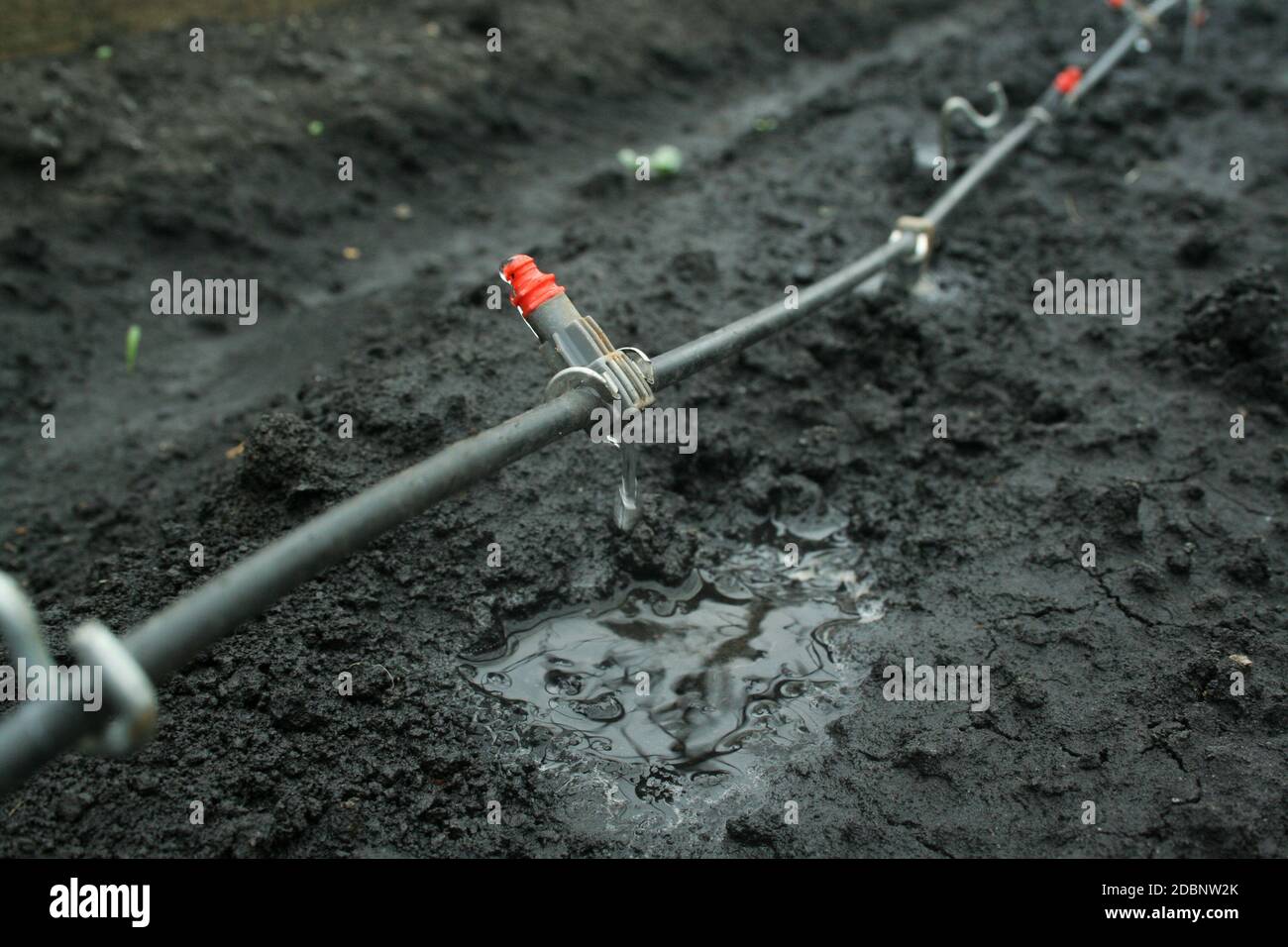 Irrigation system close up. Dripping system Stock Photo - Alamy