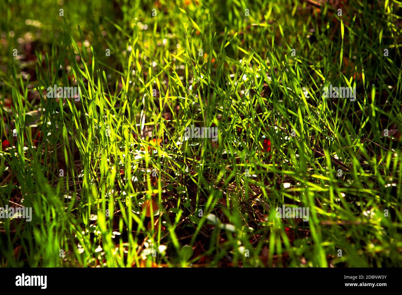 Green Grass in Autumn . Growing lawn in the sunlight Stock Photo - Alamy